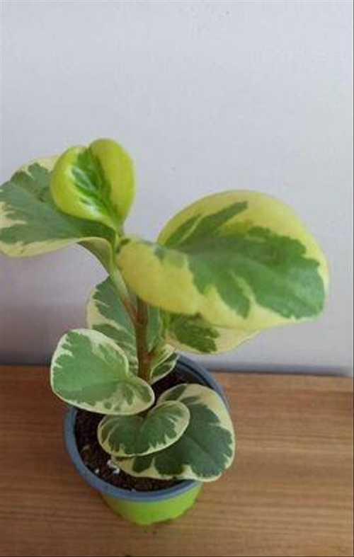 Переромия Вариегата (Peperomia Variegata)