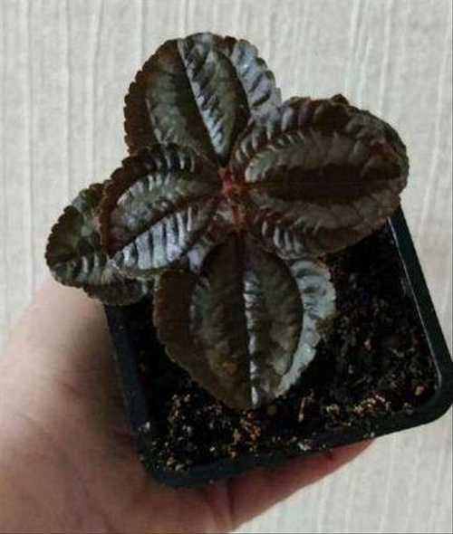 Пилея Норфолк