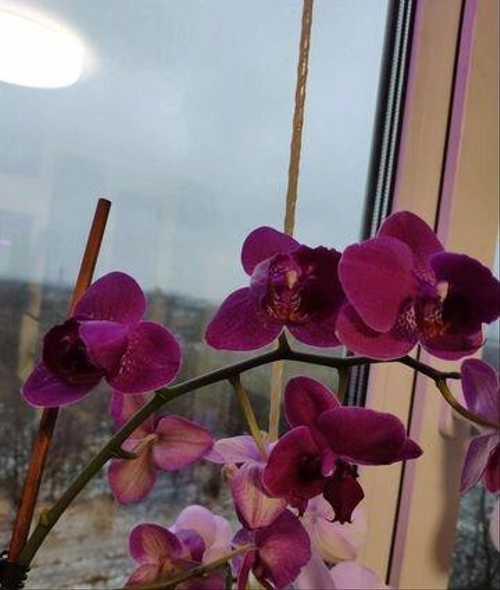 Орхидея фаленопсис, пелорик Кимоно
