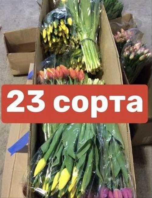 Крупные тюльпаны для продажи 8 марта