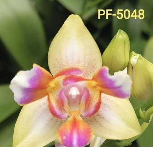 Орхидея пелорик ароматный