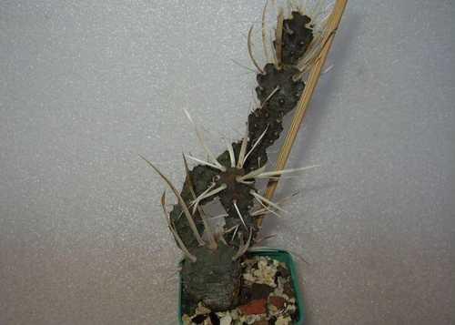 Кактус Tephrocactus articulatus papyracanthus