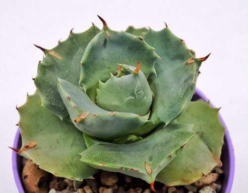 Агава (Agave Potatorum Shoji Raijin)