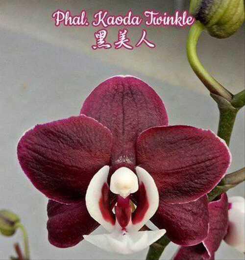 Phal. Kaoda Twinkle