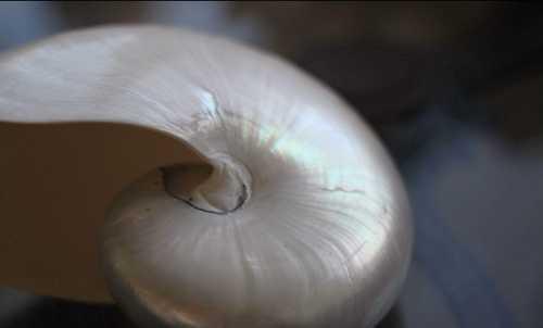 Раковина Наутилус