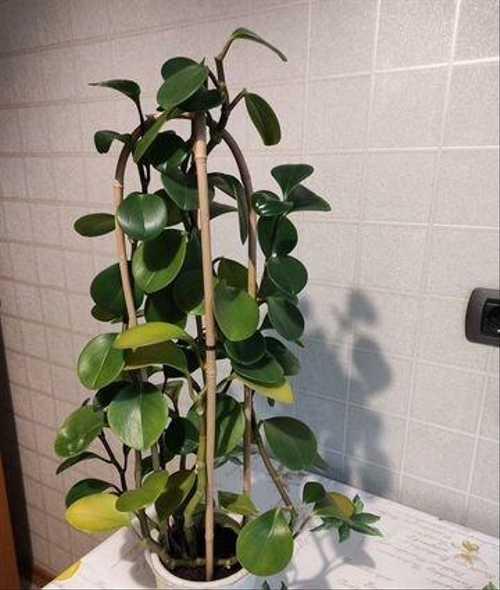 Неприхотливое комнатное растение