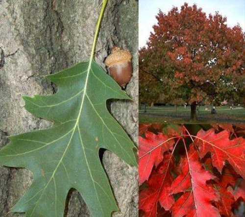 Красный дуб (Quercus rubra)