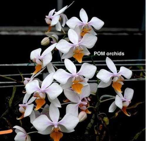 Орхидея фаленопсис intermedia orange