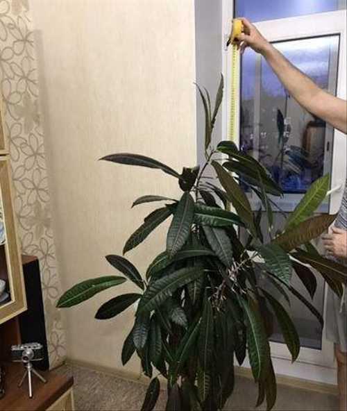 Кодеум (кротон)
