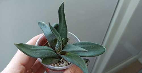Gasteria pseudonigricans