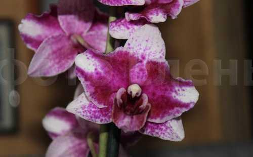Орхидея Пульчеримма, цветущая