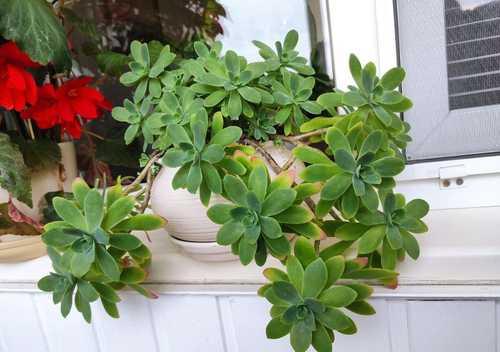 Редкий комнатный седум Sedum palmeri