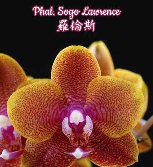 Орхидея взрослая Phal. Sogo Lawrence B29 2.5"