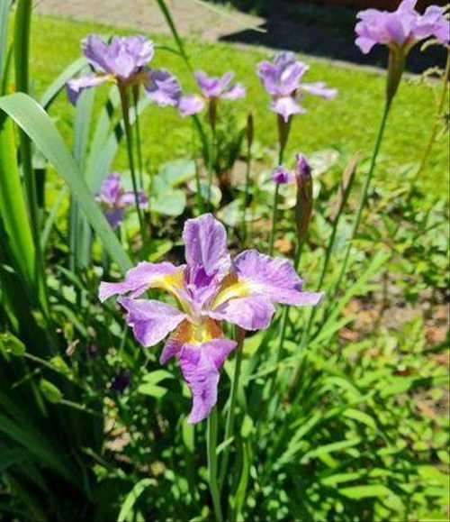Ирис сибирский, Ромашка голубая