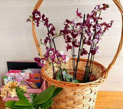 Корзина тёмных орхидей Фаленопсис Мультифлора 9556