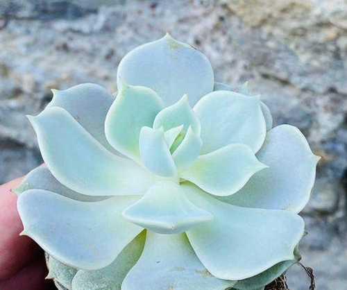 Суккулент Echeveria Lola