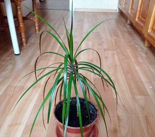 Драцена (Dracaena Marginata)