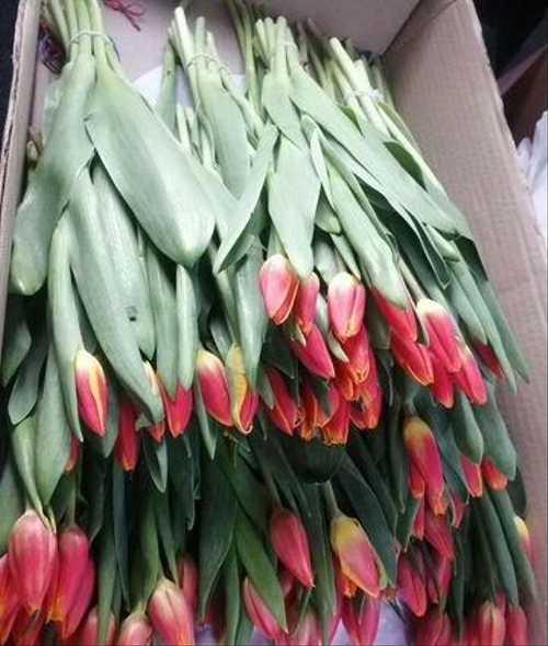 Тюльпаны больше 500
