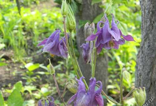Аквилегия - водосбор (многолетник)