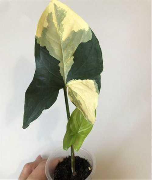 Сингониум Syngonium Yellow Aurea Variegata