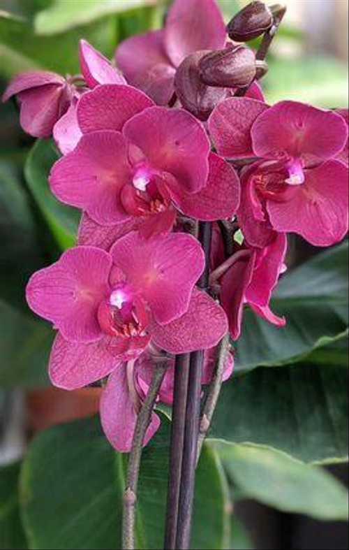 Орхидея бабочка Pavarotti