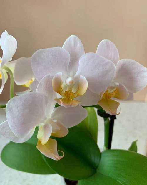 Орхидея фаленопсис Бургундия