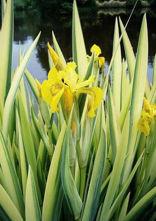 Растения для водоема