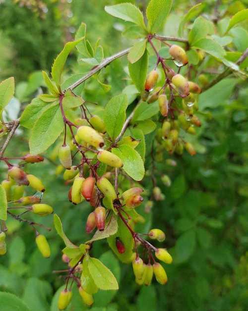 Барбарис Амурский 1,5 - 2м