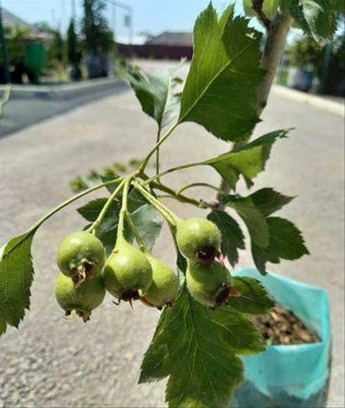 Саженцы боярышника (зкс)