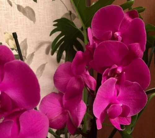 Орхидея фаленопсис цветут разные