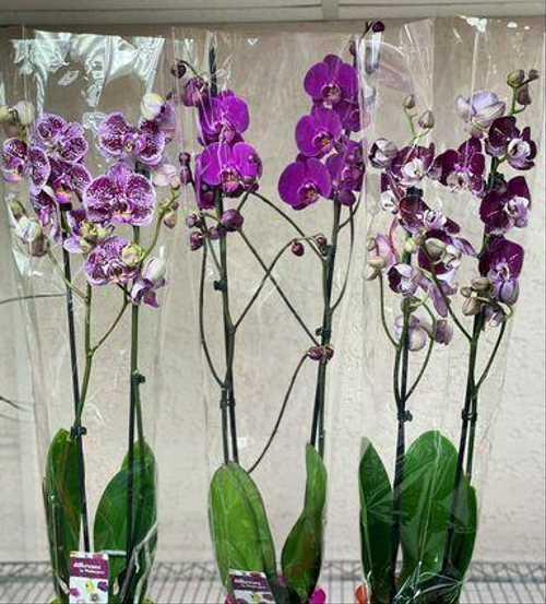 Орхидеи на 2 веточки