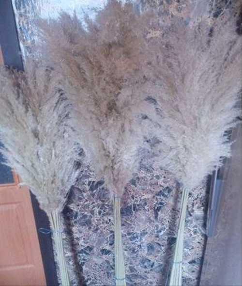 Сухоцветы пампасная трава кортадерия