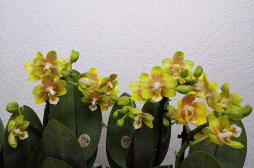 Орхидея ароматная Жёлтый шоколад