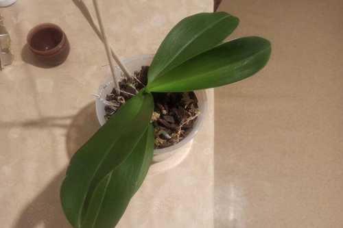 Орхидея фаленопсис miki golden sands 1363
