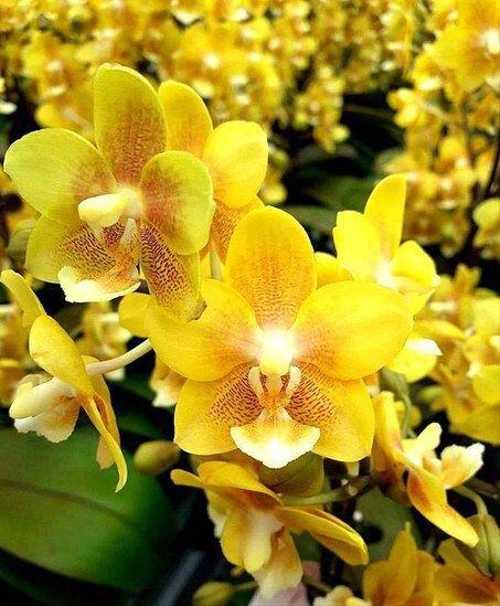 Орхидея Фаленопсис. KS бальзам 'желтый шоколад' B1