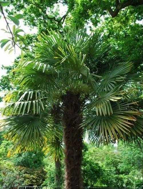 Пальма веерная трахикарпус Форчуна