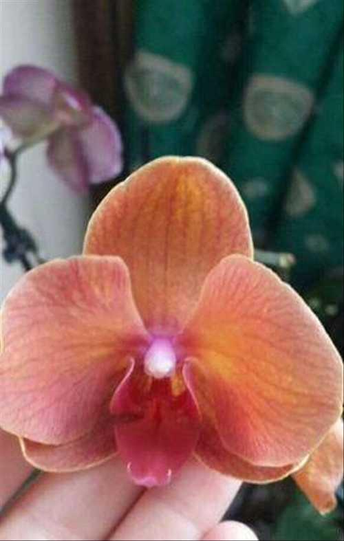 Орхидея фаленопсис отцветшая