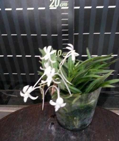 Орхидея Neofinetia falcata aroma A12