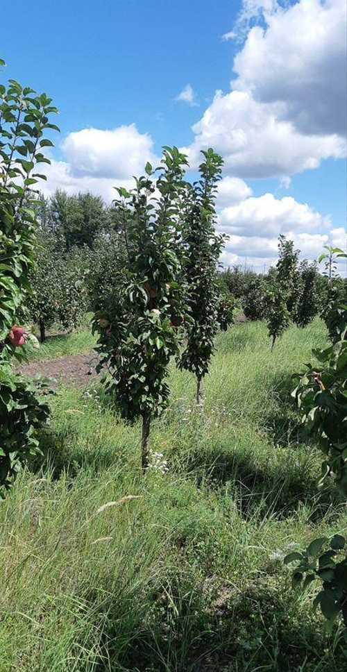 Саженцы яблони колоновидной