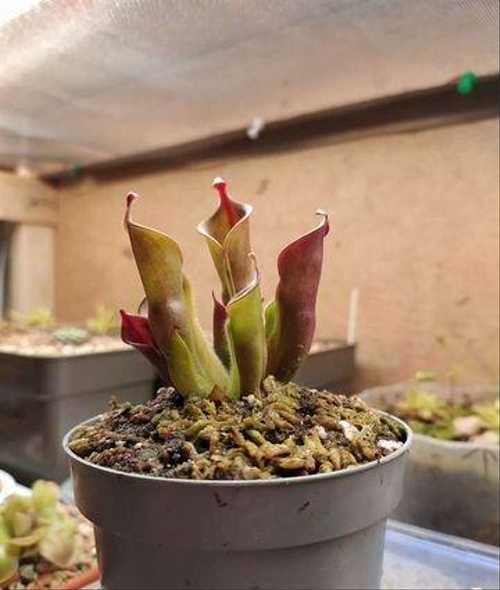 Гелиамфора (Heliamphora heterodoxa minor)