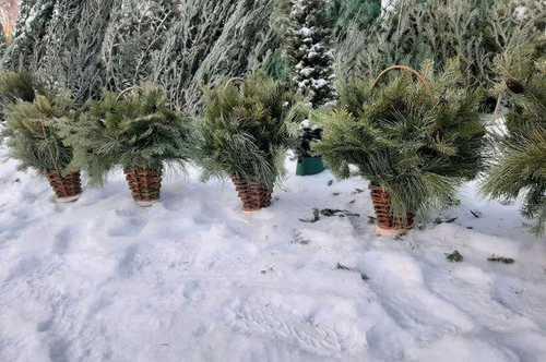 Новогодняя корзинка, микс кедр и пихта, с шишечкам