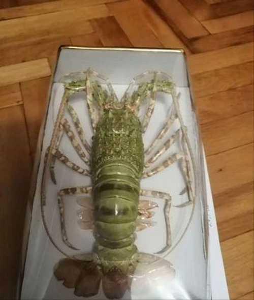 Лангуст чучело