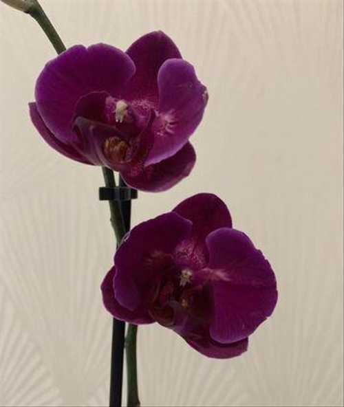 Орхидея фаленопсис стелленбош бабочка