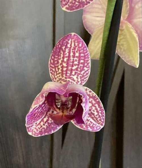 Орхидея фаленопсис Аркадия