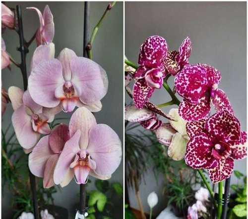 Орхидея фаленопсис Rome, Дикий кот