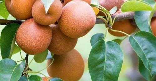 Нэси (гибрид) - саженцы