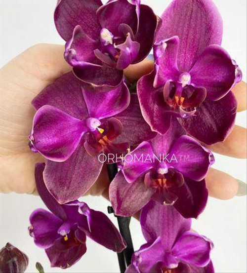 Орхидея фаленопсис Бантик