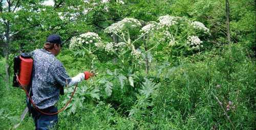 Гербицид против борщевика