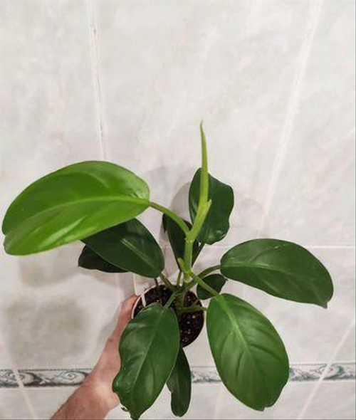 Филодендрон Lemon lime island