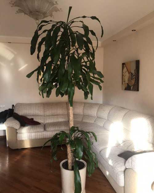 Растение Драцена fragrans Massangeana